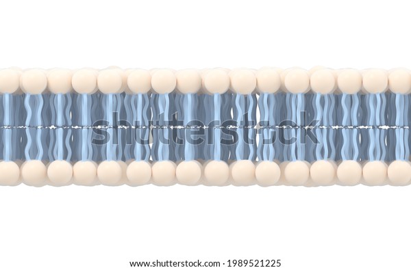 Cell Membrane White Background 3d Rendering Stock Illustration ...