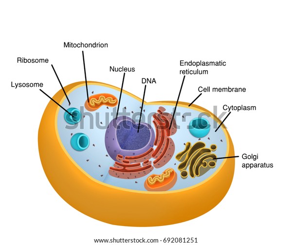Cell Structure Stock Illustration 692081251 | Shutterstock