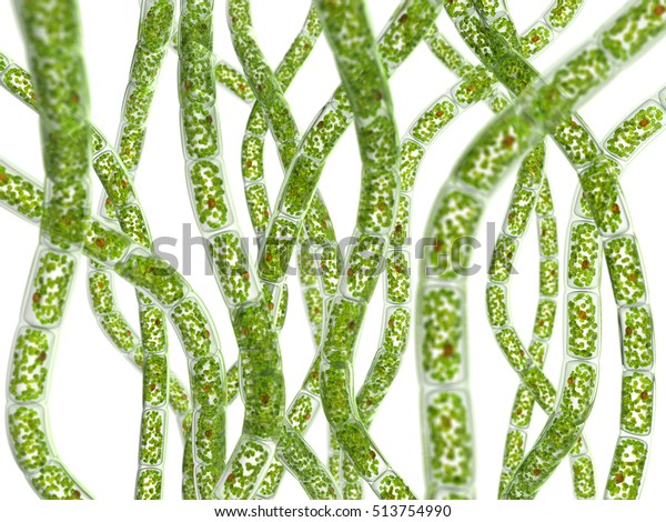 Cells Algae Microscopic View 3d Image Stock Illustration 513754990 ...