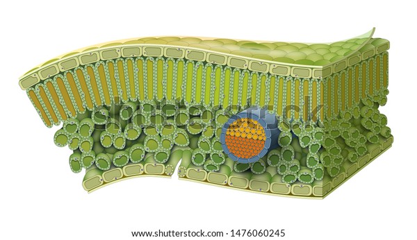 Cellular Structure Leaf Internal Leaf Structure Stock Illustration ...