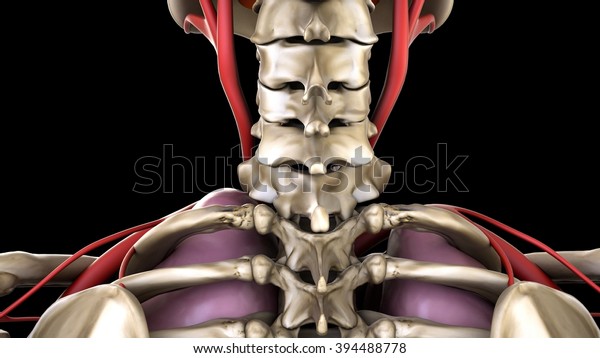 Cervical Stock Illustration 394488778 | Shutterstock