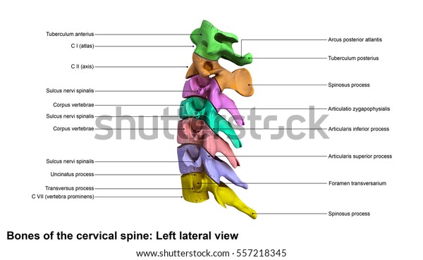 Cervical Spine Lateral View 3d Illustration Stock Illustration 557218345
