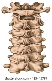 96 C6 vertebra Images, Stock Photos & Vectors | Shutterstock