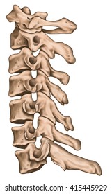 Cervical Spine Structure Vertebral Bones Cervical Stock Illustration ...