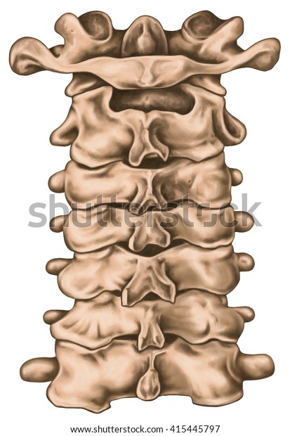 Cervical Spine Structure Vertebral Bones Cervical Stock Illustration ...