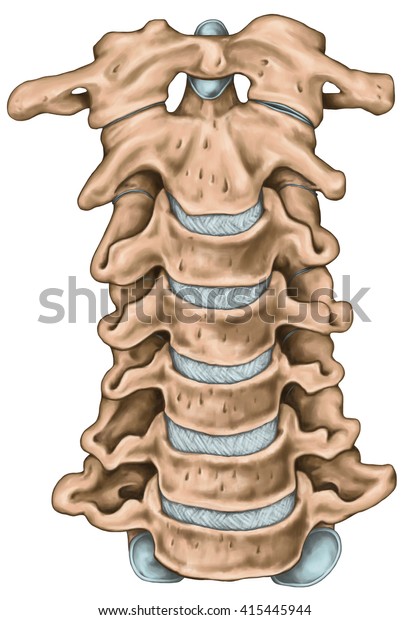 Cervical Spine Structure Vertebral Bones Cervical Stock Illustration ...