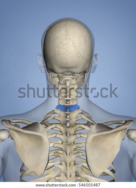 Cervical Vertebrae Mskel C7b2 3d Model 库存插图 546501487 | Shutterstock