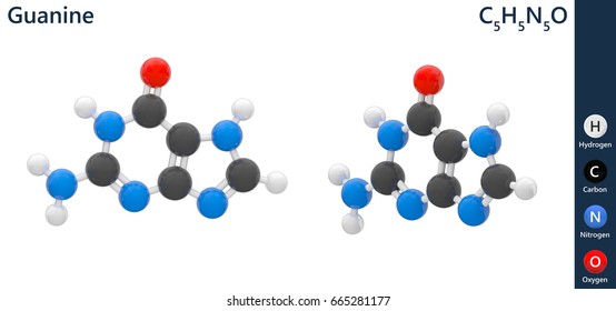 Chemical Structural Formula Model Guanine Nitrogenous Stock ...