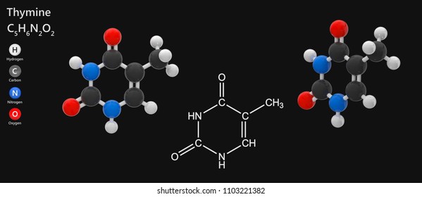 Chemical Structural Formula Model Thymine Nitrogenous: ภาพประกอบสต็อก ...