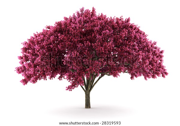 「Cherry Tree Isolated On White Background」のイラスト素材 28319593 | Shutterstock