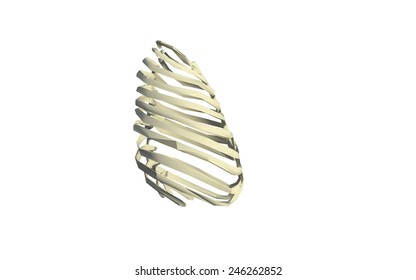 Chest Bones Stock Illustration 246262852 | Shutterstock