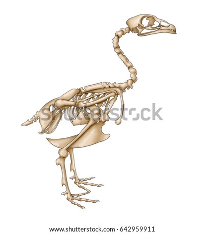 Chicken Skeleton 스톡 일러스트 642959911 - Shutterstock