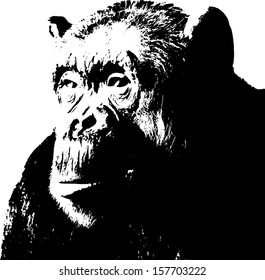 19,579 Chimp face Images, Stock Photos & Vectors | Shutterstock