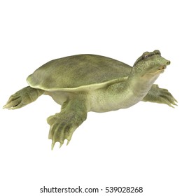Chinese Softshell Turtle Pelodiscus Sinensis On Stock Illustration ...