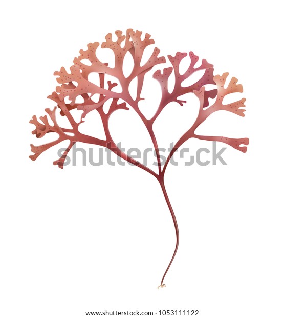 Chondrus Crispus Irish Moss Stock Illustration 1053111122 Chondrus Crispus Irish Moss Stock Illustration 1053111122