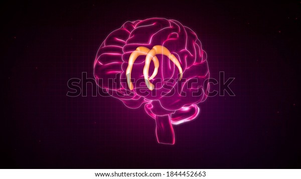 Cingulate Gyrus Limbic Lobe Human Brain Stock Illustration 1844452663