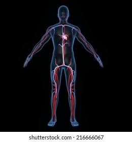 Circulatory System Stock Illustration 216666067 | Shutterstock