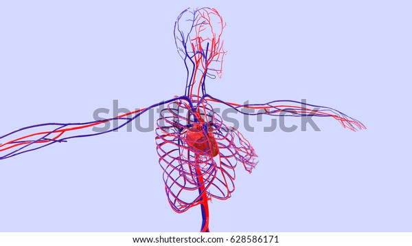 Circulatory System Human Heart 3d Illustration Stock Illustration ...