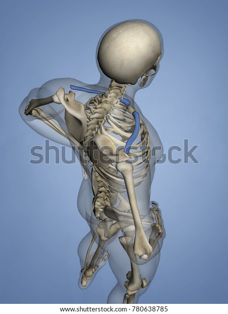 Clavicle Human Skeleton 3d Model Stock Illustration 780638785 ...