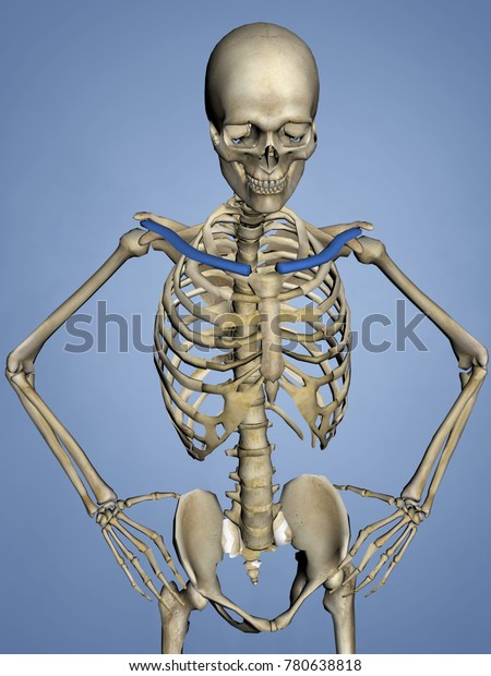 Clavicle Human Skeleton 3d Model Stock Illustration 780638818 ...