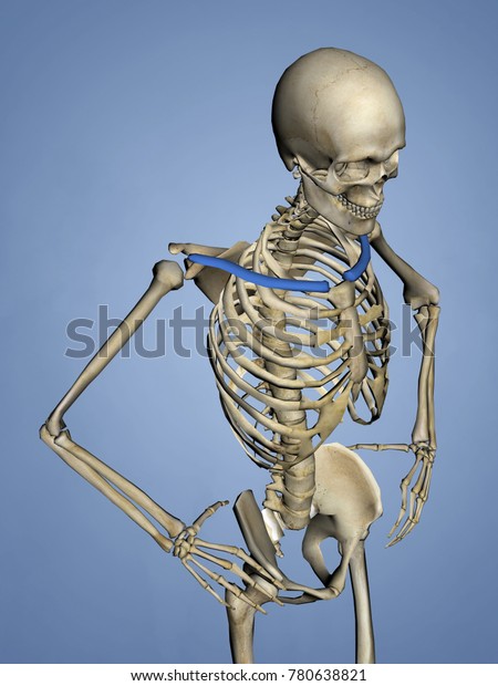 Clavicle Human Skeleton 3d Model 스톡 일러스트 780638821 | Shutterstock