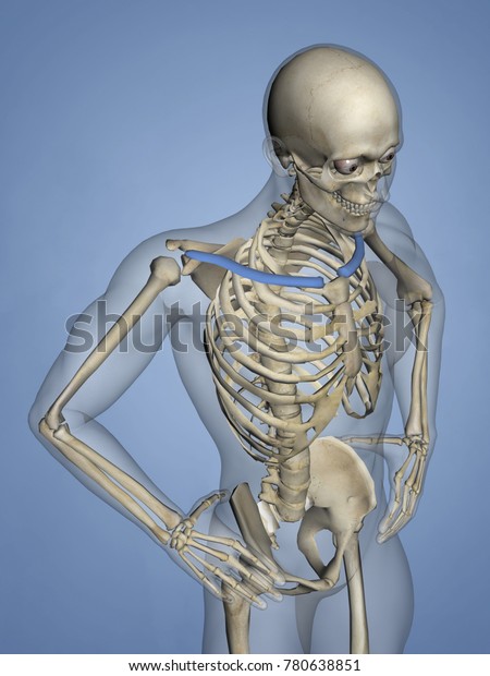 Clavicle Human Skeleton 3d Model: ภาพประกอบสต็อก 780638851 | Shutterstock