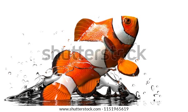 Close Macro Anemonefish Jumping Out Aquarium Stock Illustration ...