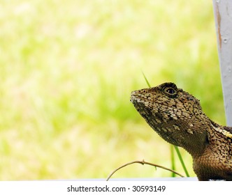 Closeup Lizard Profile Stock Illustration 30593149