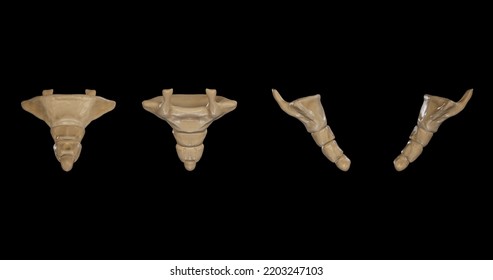 Coccyx Anatomy Multiple Sides3d Rendering Stock Illustration 2203247103 ...