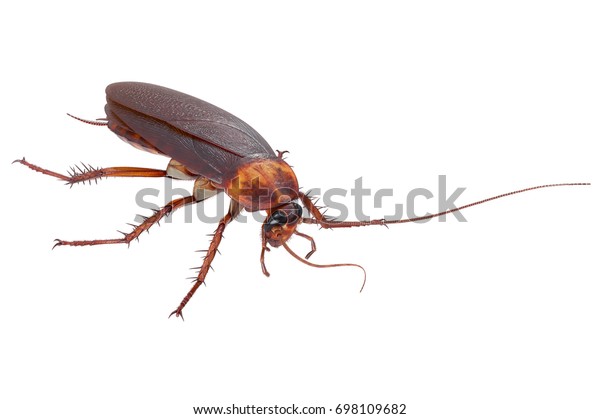 Cockroach Bug Insect Orange Urban Roach Stock Illustration 698109682 ...