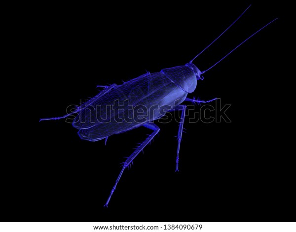 Cockroach Xray Vision Wireframe 3d Model: ilustración de stock ...