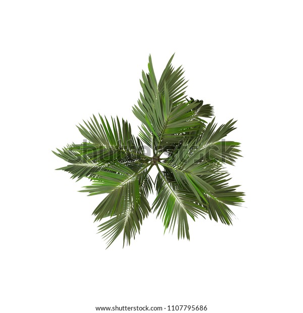 Coconut Palm Tree Overhead View Isolated Stock Illustration 1107795686 ...
