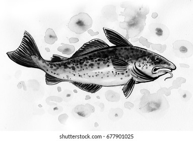 Cod Fish Sketch Stock Illustration 677901025 | Shutterstock
