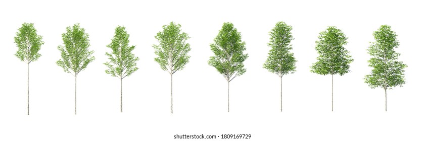 Green Tree Leaf Growth Diagram Business 库存插图 564401008 | Shutterstock