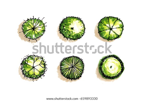 Collection Tree Plan Landscape Design Drawing Stock Illustration ...