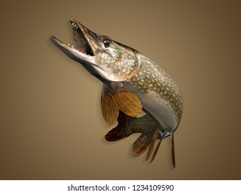 8,720 Pike fish Stock Illustrations, Images & Vectors | Shutterstock