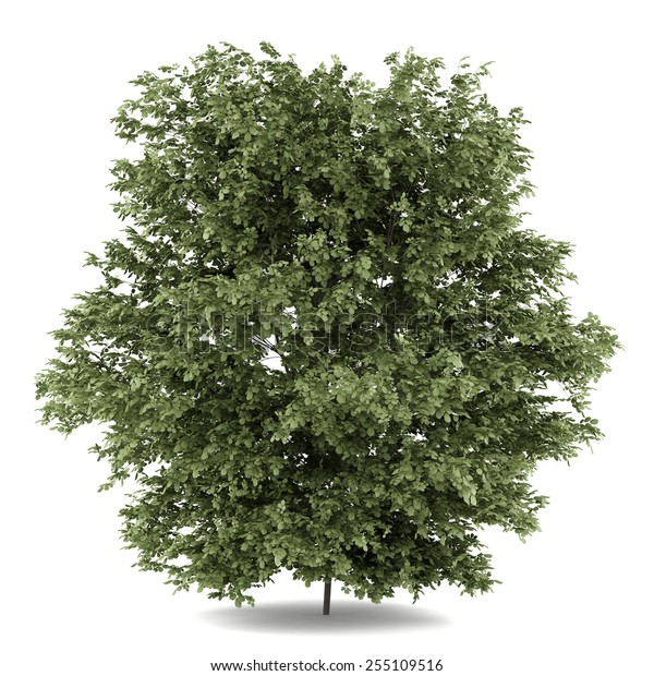 Common Hazel Tree Isolated On White: ภาพประกอบสต็อก 255109516 ...