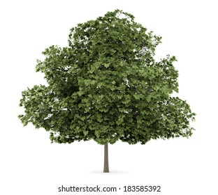 Common Maple Tree Isolated On White Stock Illustration 183585392