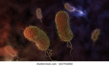 Common Pathogenic Bacteria Types Bacterial Diseases Stock Illustration ...
