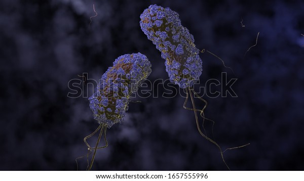 Common Pathogenic Bacteria Types Bacterial Diseases Stock Illustration ...