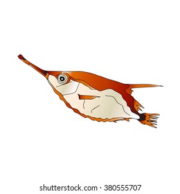 71 Snipe fish Images, Stock Photos & Vectors | Shutterstock