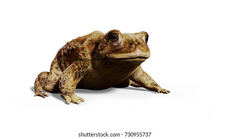 219 Bufo Stock Illustrations, Images & Vectors | Shutterstock