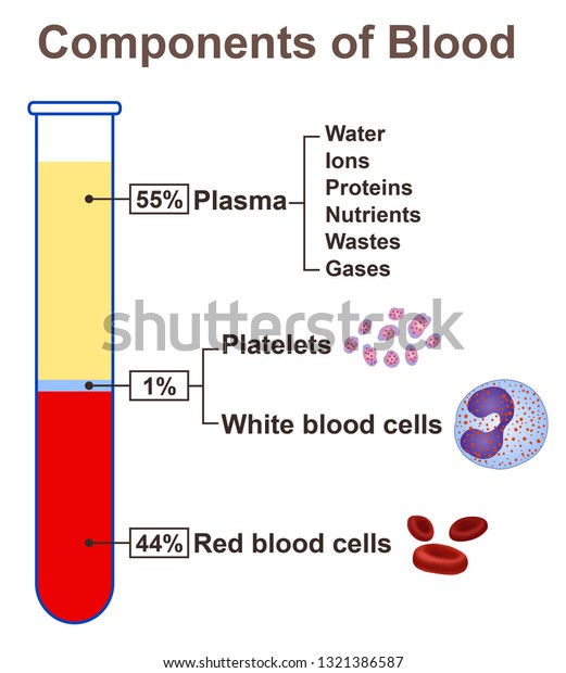 The 4 Components Of Blood