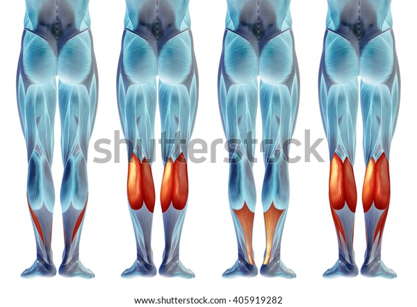 Concept 3D human lower leg anatomy anatomical and muscle set or ...