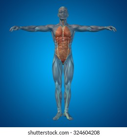 Concept 3d Human Man Structure Internal Stock Illustration 324604208 ...