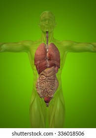 Concept 3d Human Man Structure Internal Stock Illustration 336018506