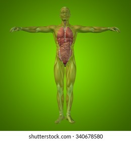 Concept 3d Human Man Structure Internal Stock Illustration 340678580 ...
