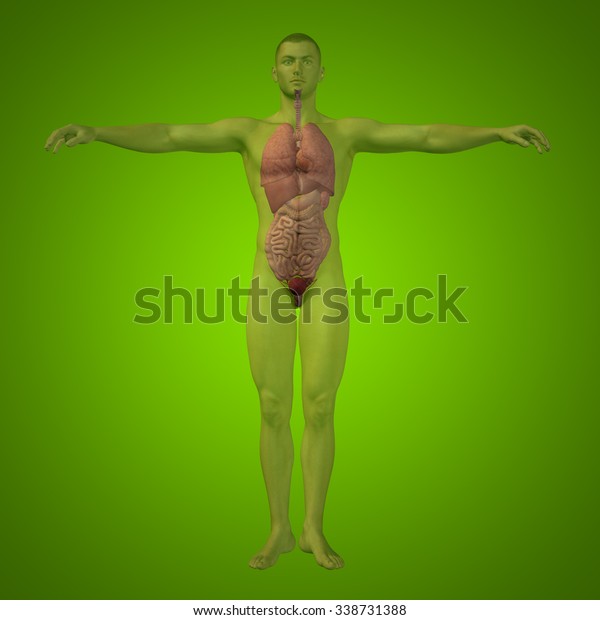 Concept 3d Human Man Structure Internal Stock Illustration 338731388 ...