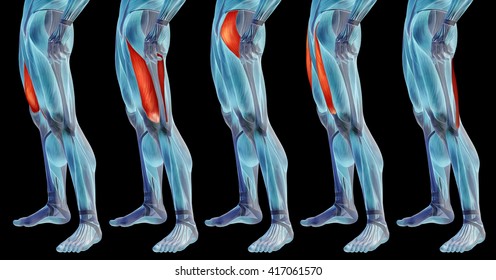 Concept 3d Human Upper Leg Anatomy Stock Illustration 428514691