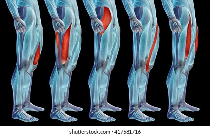 Concept 3d Human Lower Leg Anatomy Stock Illustration 421661866